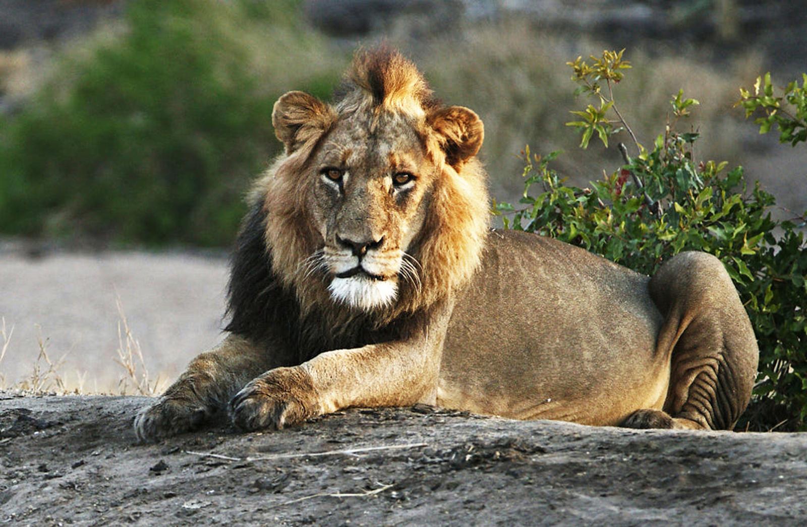 Comment les lions coiffent-ils leur crinière ? - Pourquoi Papa